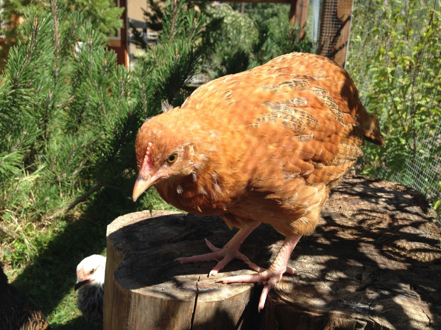 Buff Orpington roo x Speckled Sussex hen result | BackYard Chickens ...