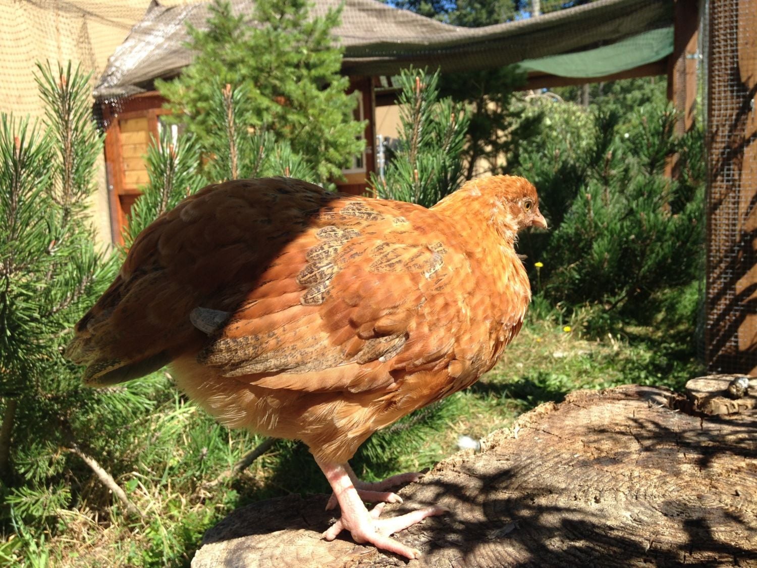 Buff Orpington roo x Speckled Sussex hen result | BackYard Chickens ...