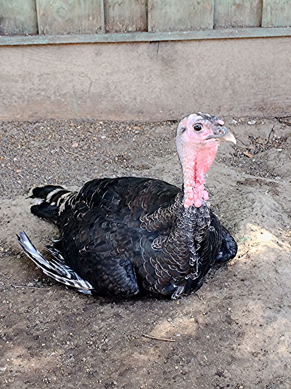 Help me determine my turkey's gender please! | BackYard Chickens ...