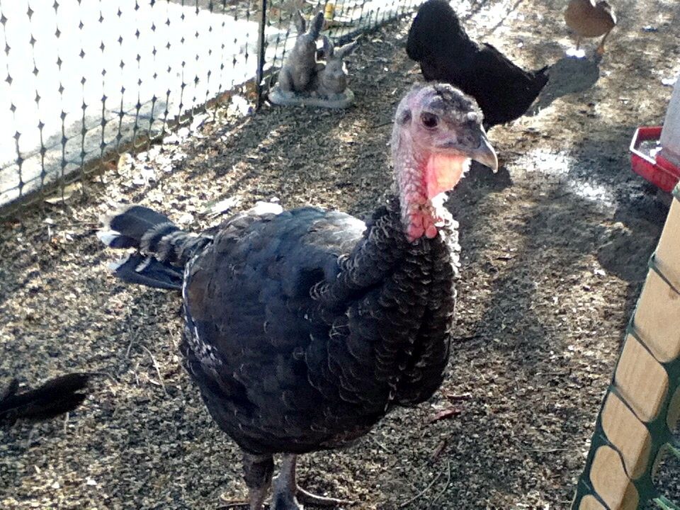 Help me determine my turkey's gender please! | BackYard Chickens ...