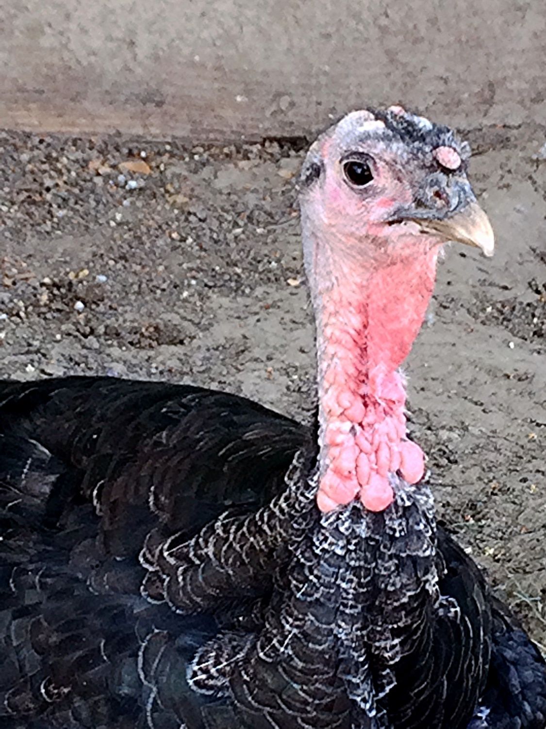Help me determine my turkey's gender please! | BackYard Chickens ...