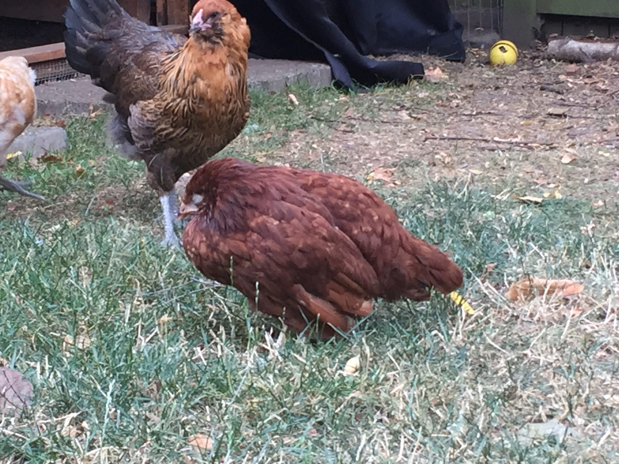 Droopy wings? | BackYard Chickens - Learn How to Raise Chickens