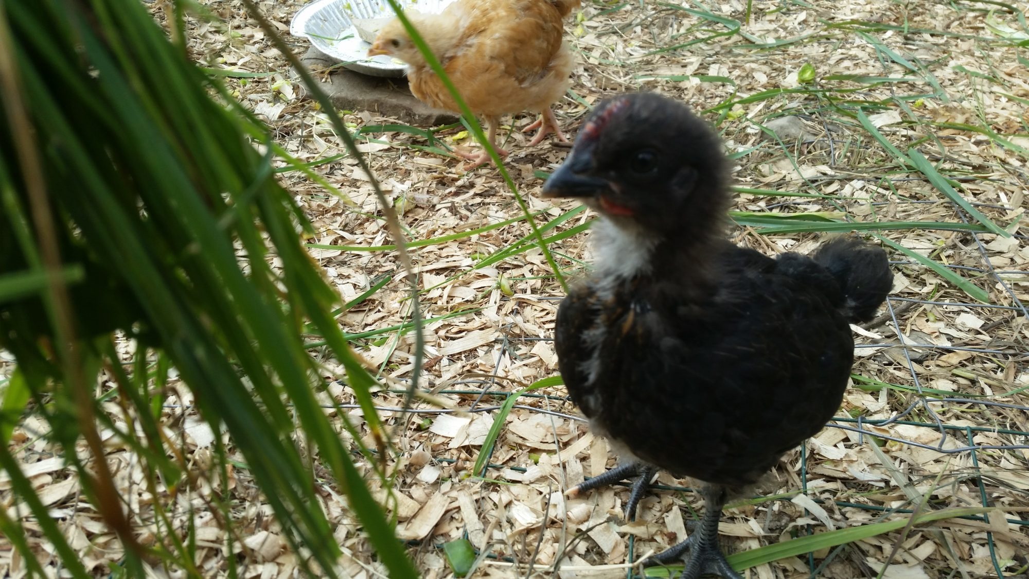 Sexing Australorp Chicks? 3-4 weeks