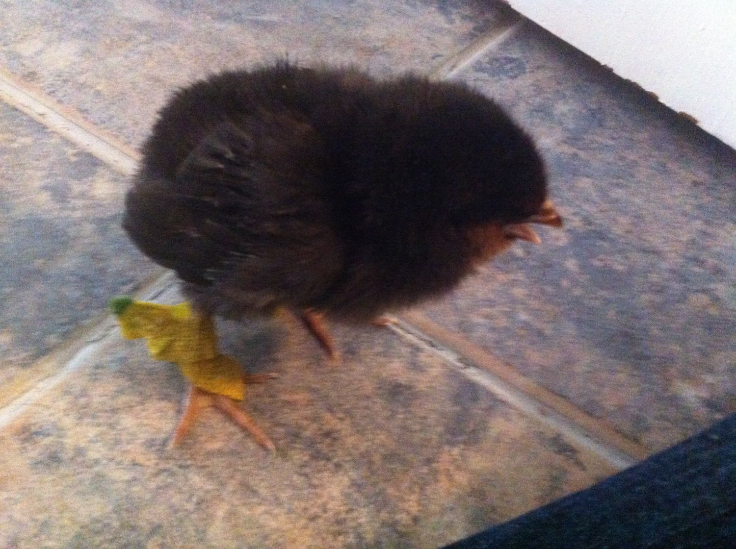 Abandoned baby chick | BackYard Chickens - Learn How to Raise Chickens