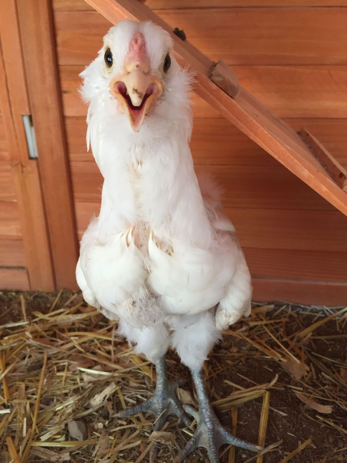 Still confused- is OE a roo or pullet? | BackYard Chickens - Learn How ...