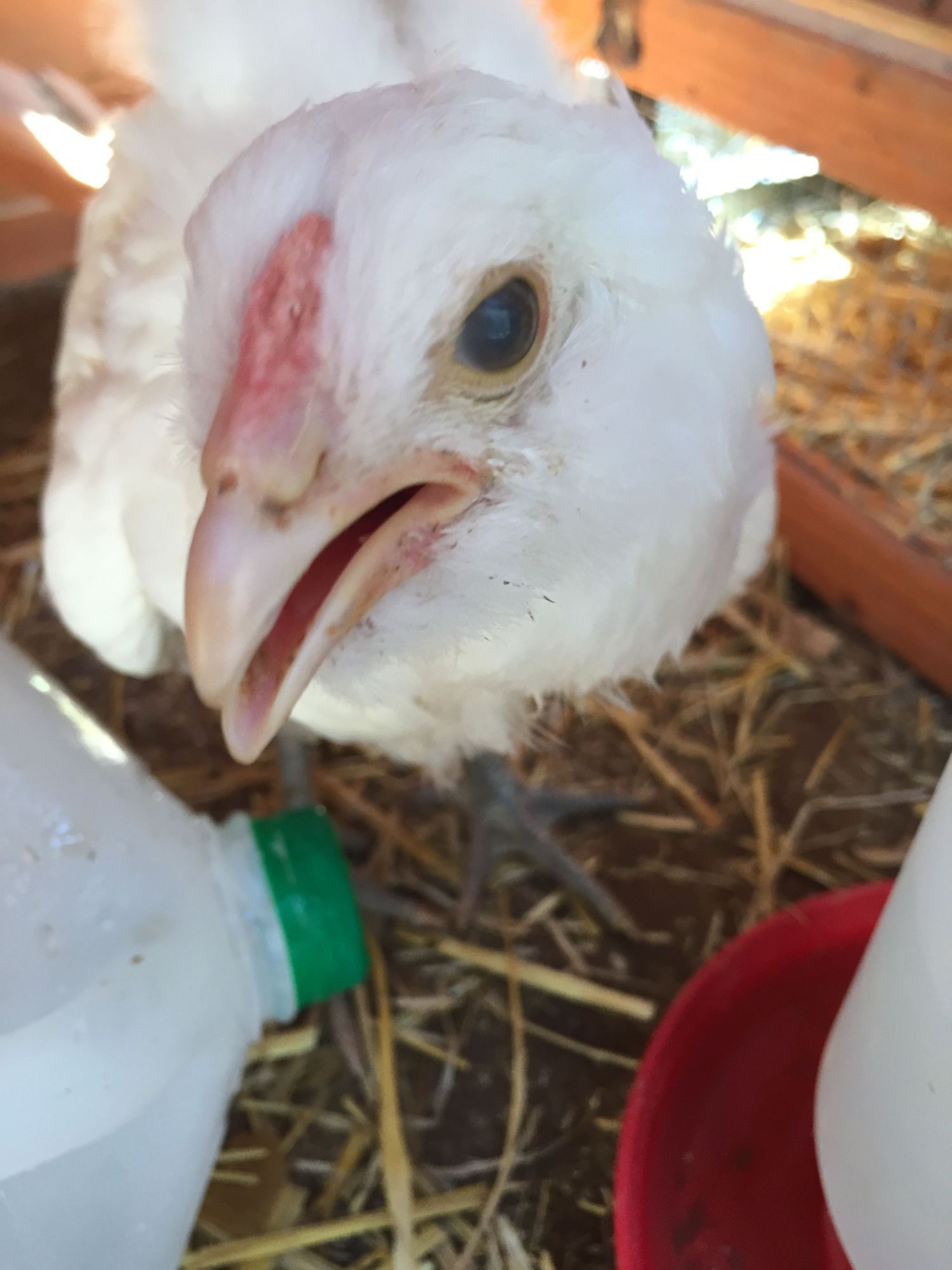 Still confused- is OE a roo or pullet? | BackYard Chickens - Learn How ...