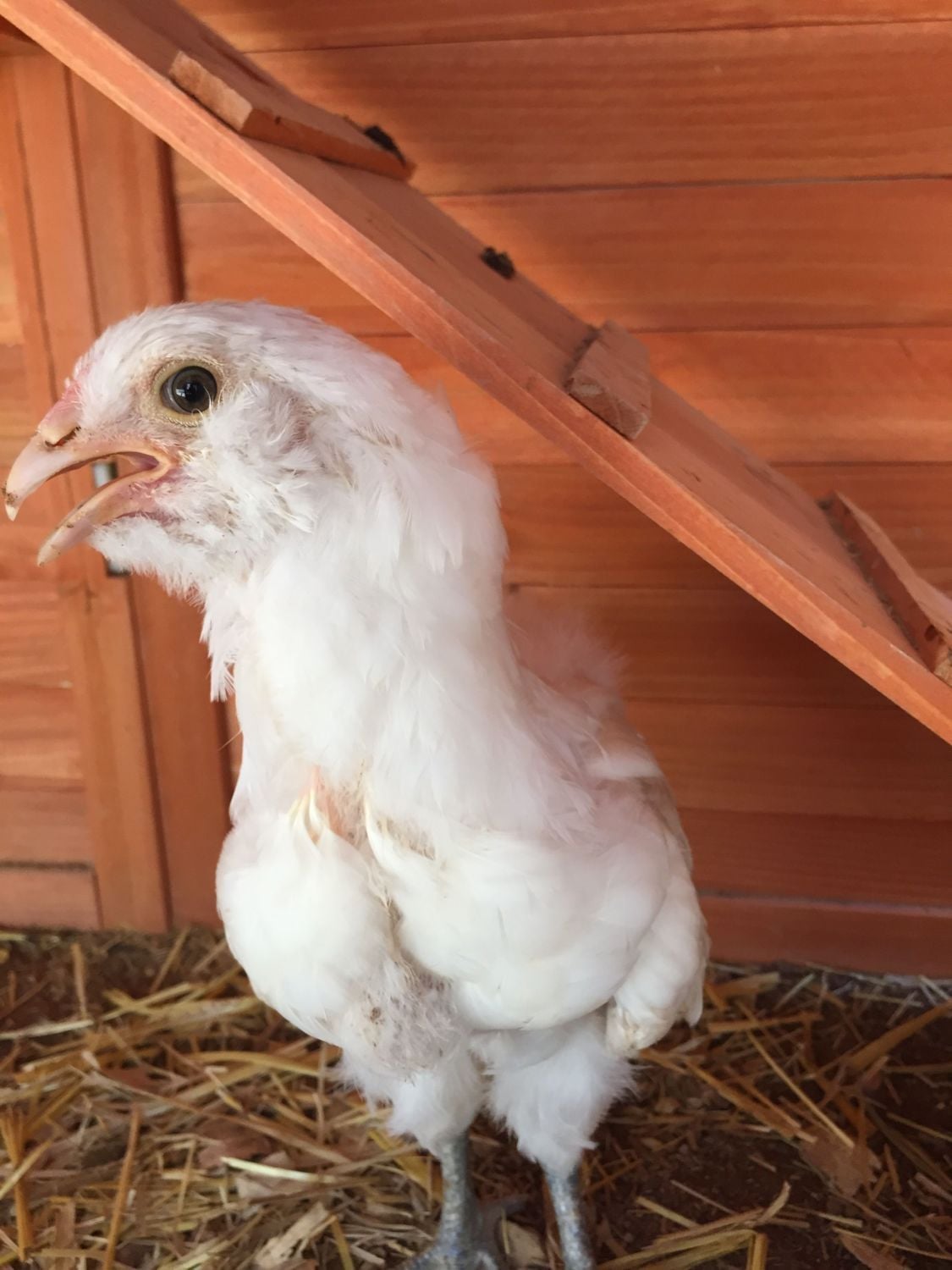 Still confused- is OE a roo or pullet? | BackYard Chickens - Learn How ...