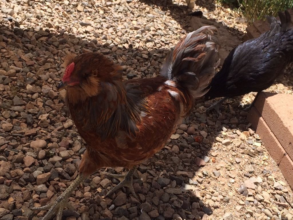 Pretty Sure This is A Roo | BackYard Chickens - Learn How to Raise Chickens