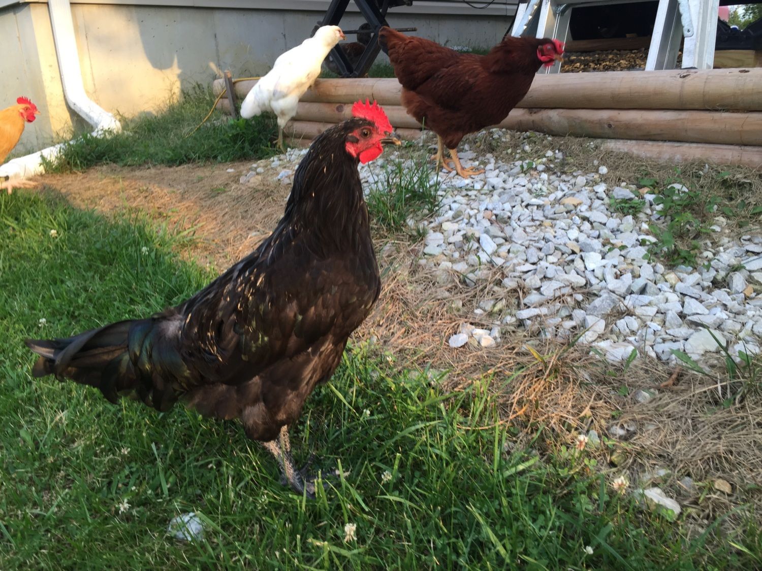 Weird Chickens | BackYard Chickens - Learn How to Raise Chickens