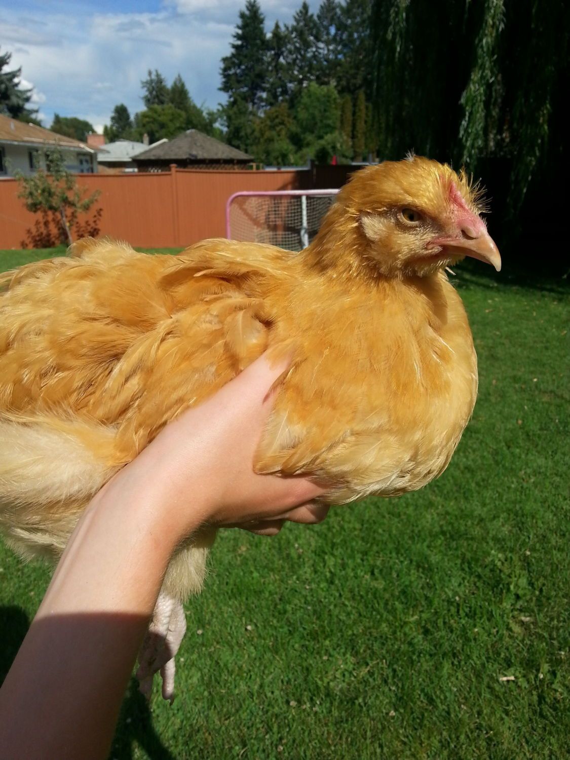15 Week Old Buff Orpington - Pullet or Roo? | BackYard Chickens - Learn ...