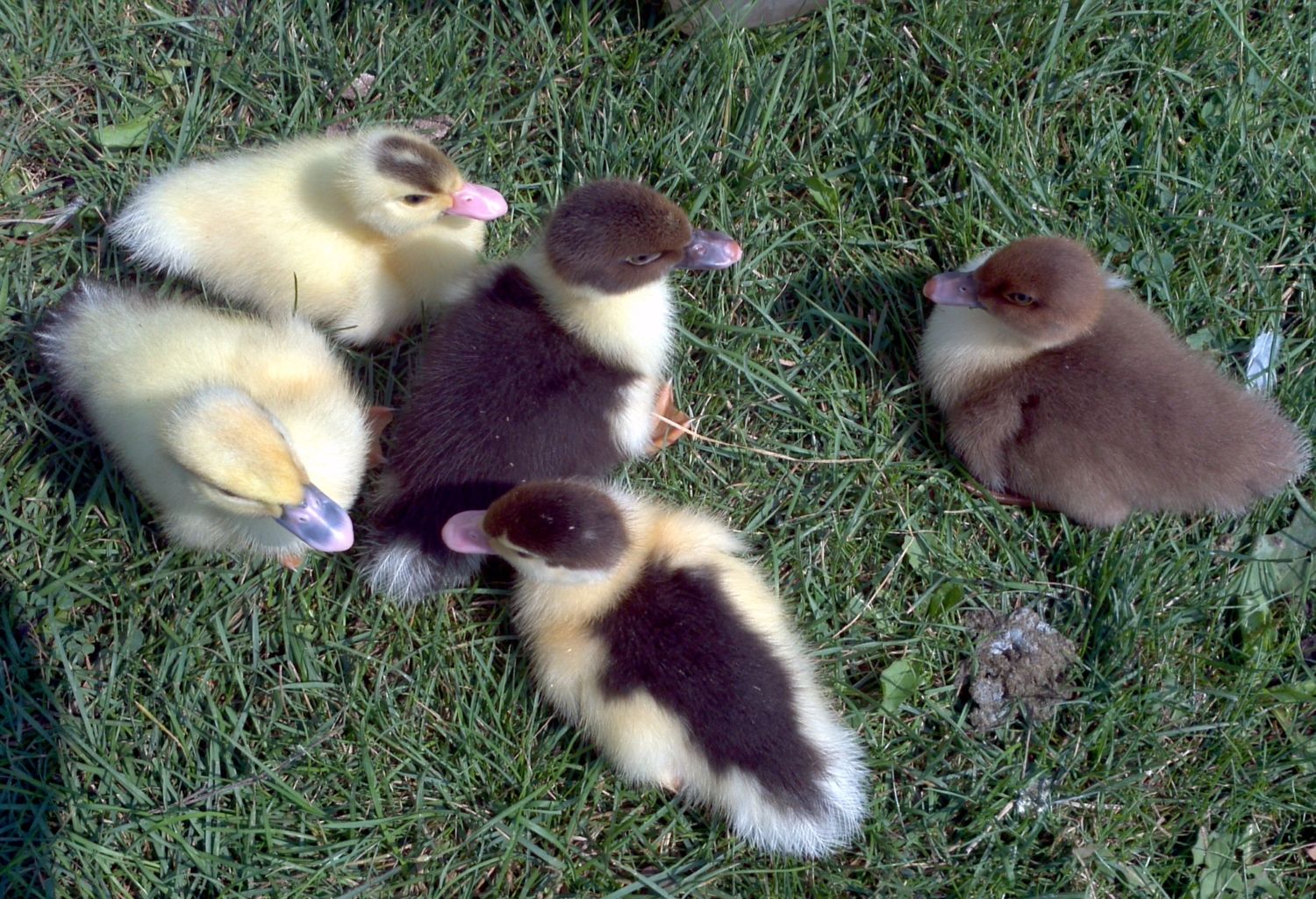 Identifying Duckling Breeds Baby