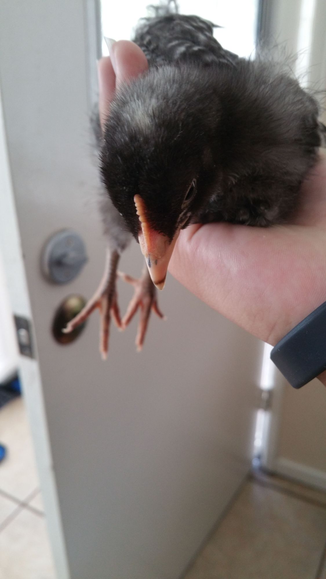 Easter Egger or Ameraucana? Male or Female BPR? | BackYard Chickens ...