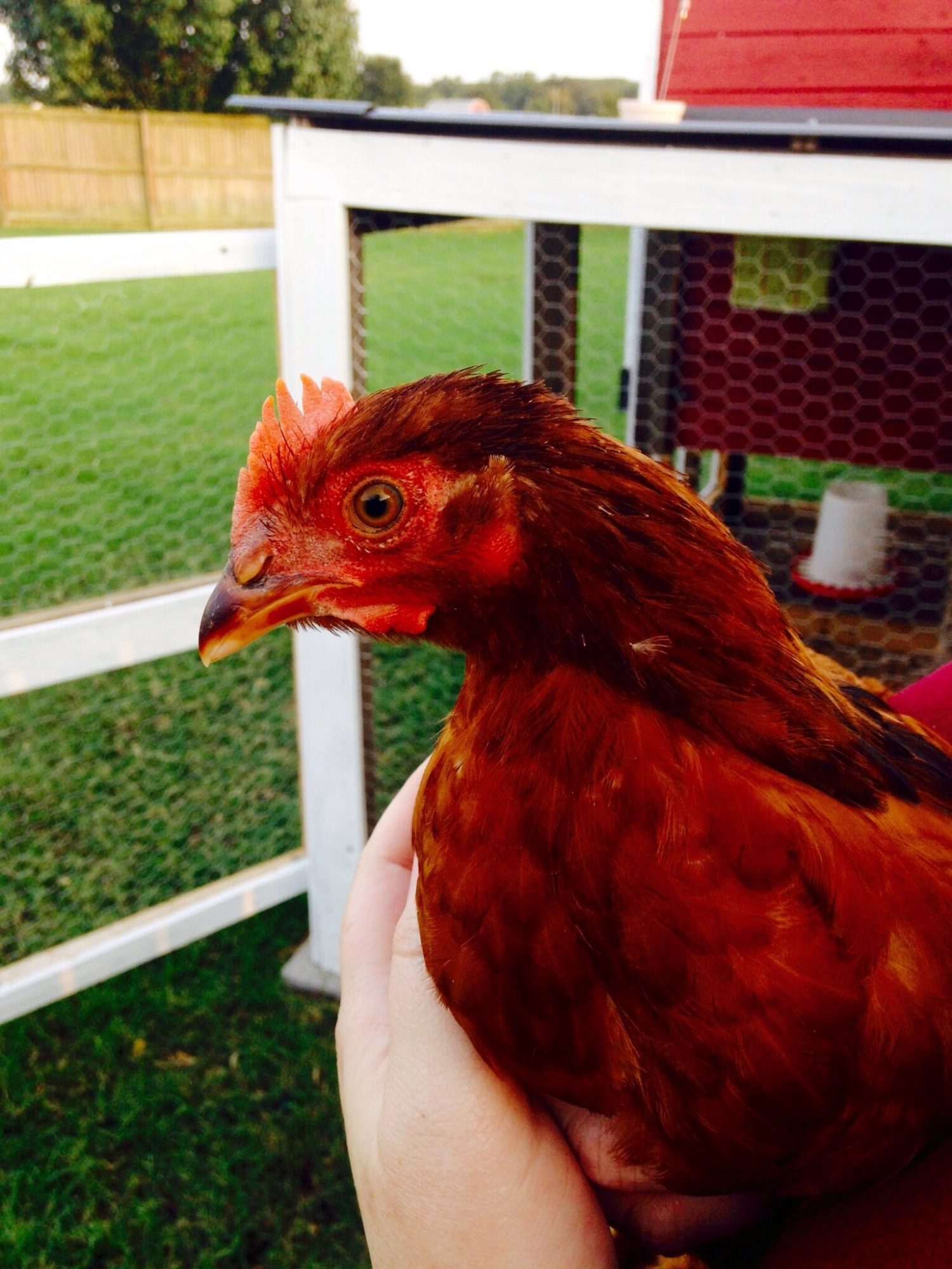 Rhode Island Red - Hen or Roo? | BackYard Chickens - Learn How to Raise ...