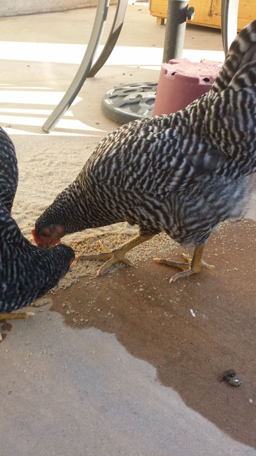 Rooster Or Hen Backyard Chickens Learn How To Raise Chickens