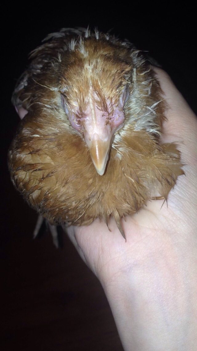 My warren chick is sick!(pictures included) | BackYard Chickens - Learn ...