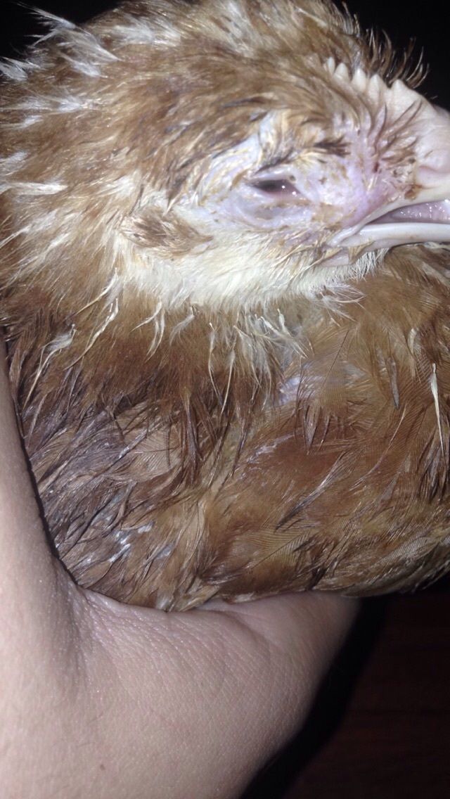 My warren chick is sick!(pictures included) | BackYard Chickens - Learn ...