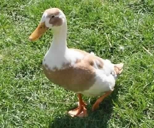 Is my Pekin drake really a Runner breed?!? | BackYard Chickens - Learn ...