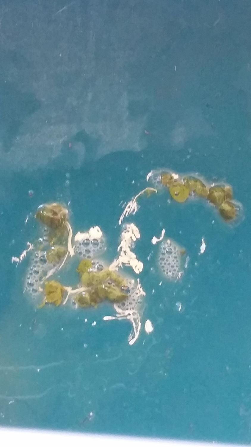 Lethargic , squishy crop, and nasty poop...pic included | BackYard ...