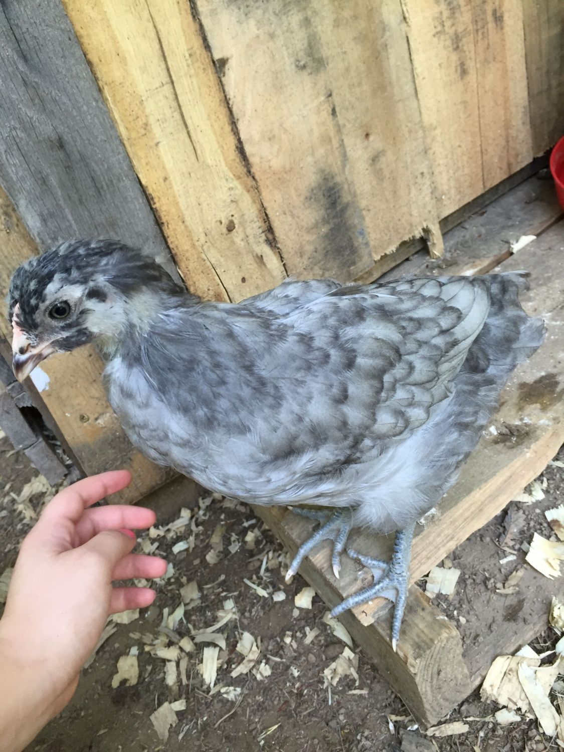 Ameraucana pullers or cockerels? | BackYard Chickens - Learn How to ...