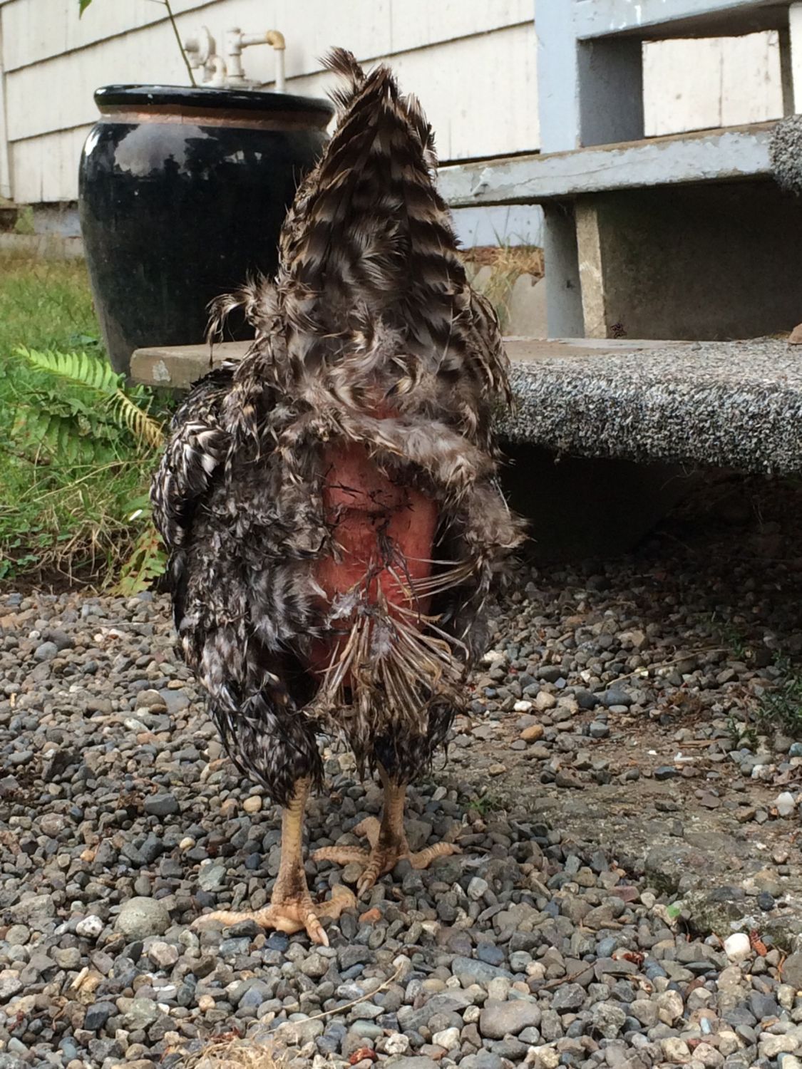 Bare butt | BackYard Chickens - Learn How to Raise Chickens