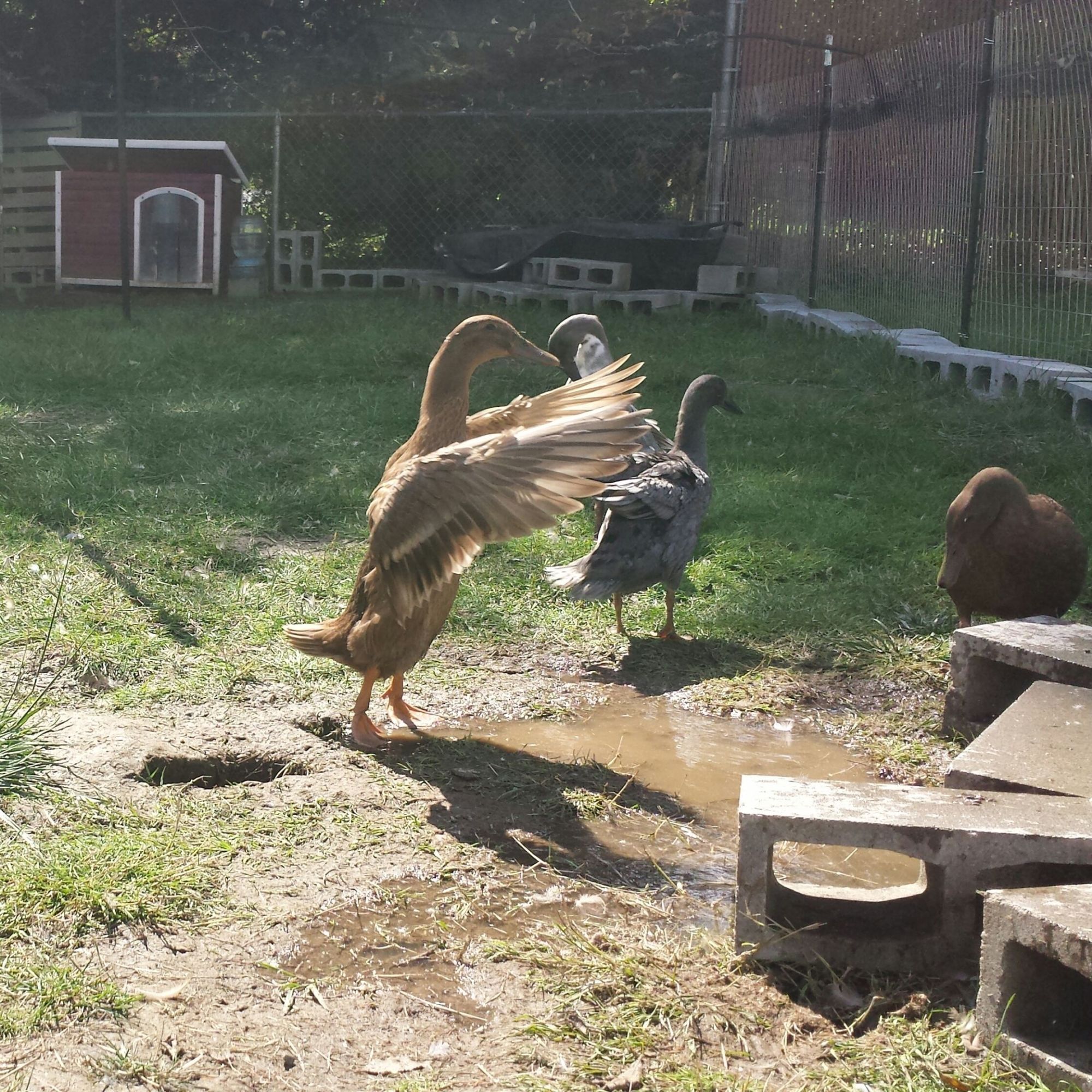 Flappy Wingaling Pictures | BackYard Chickens - Learn How to Raise Chickens