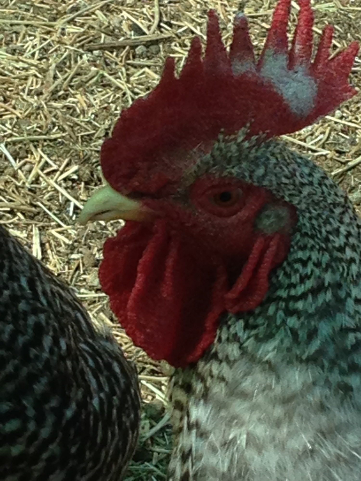White growth on comb | BackYard Chickens - Learn How to Raise Chickens