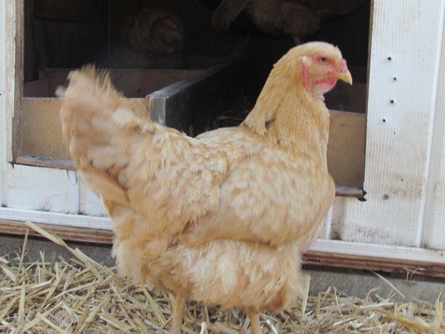 Buff colored hens, hardly any comb | BackYard Chickens - Learn How to ...