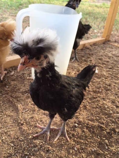 Is my favorite chick a cockerel?(Polish Crested) | BackYard Chickens ...