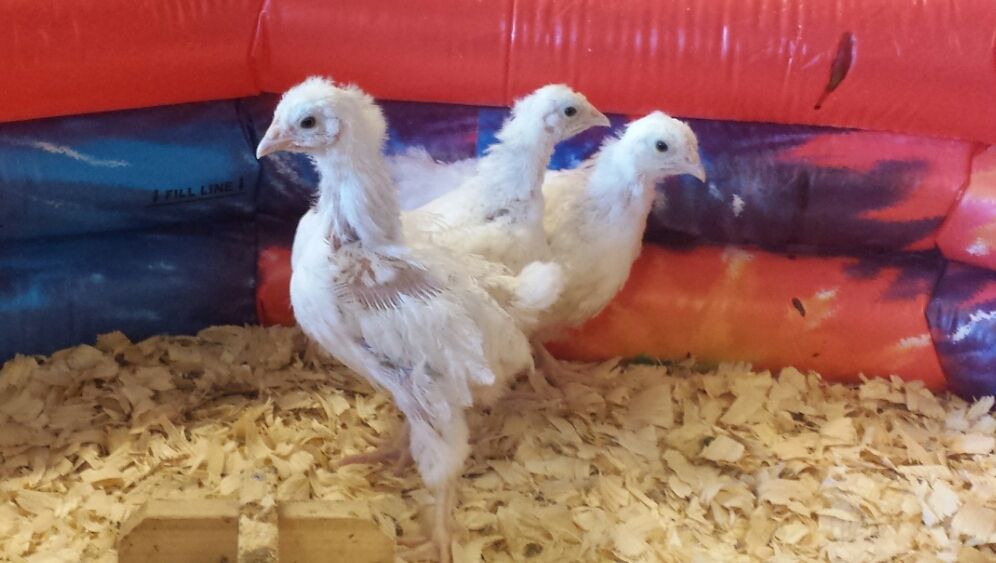 Is the late bloomer a roo? | BackYard Chickens - Learn How to Raise ...