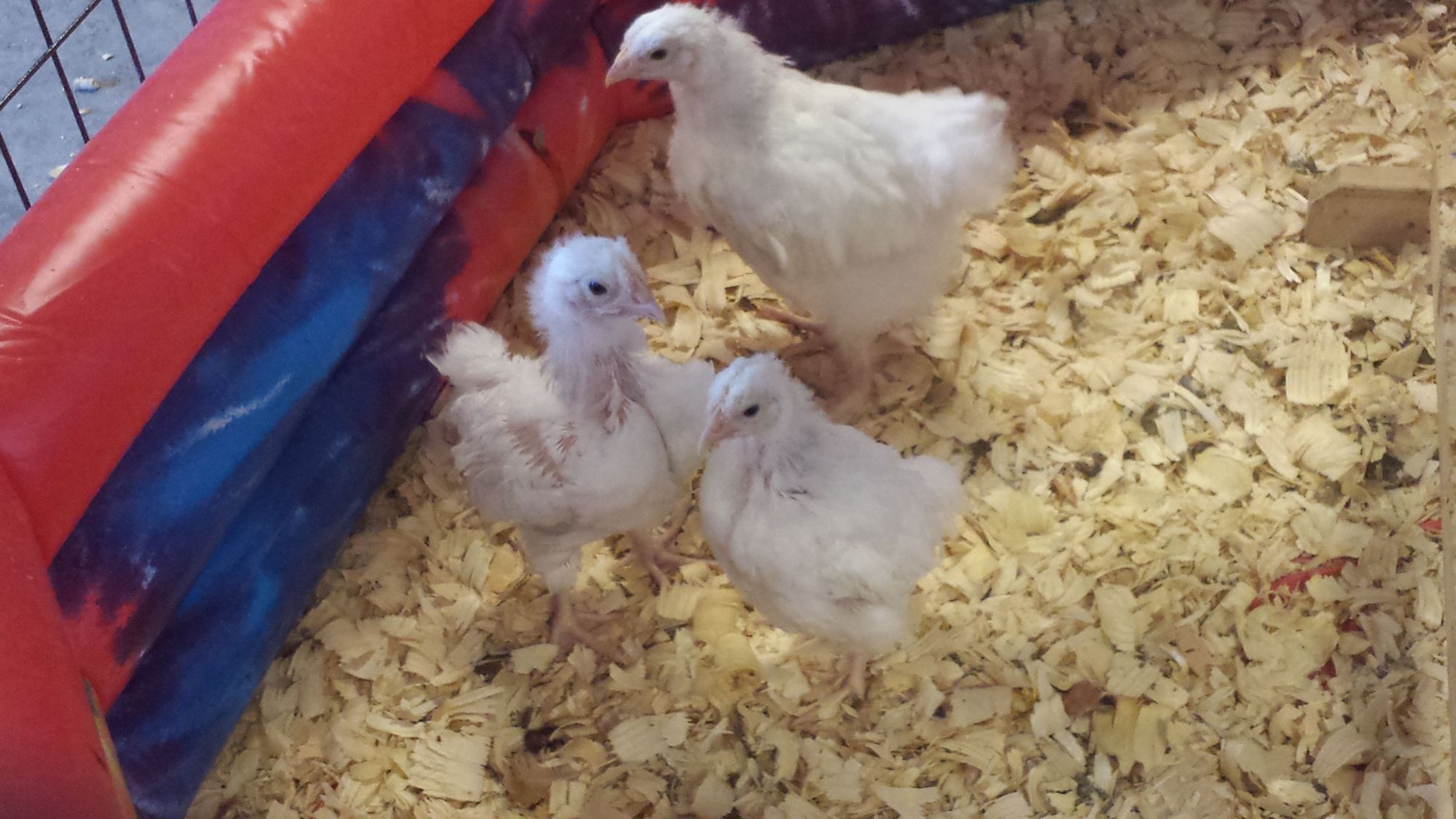 Is the late bloomer a roo? | BackYard Chickens - Learn How to Raise ...