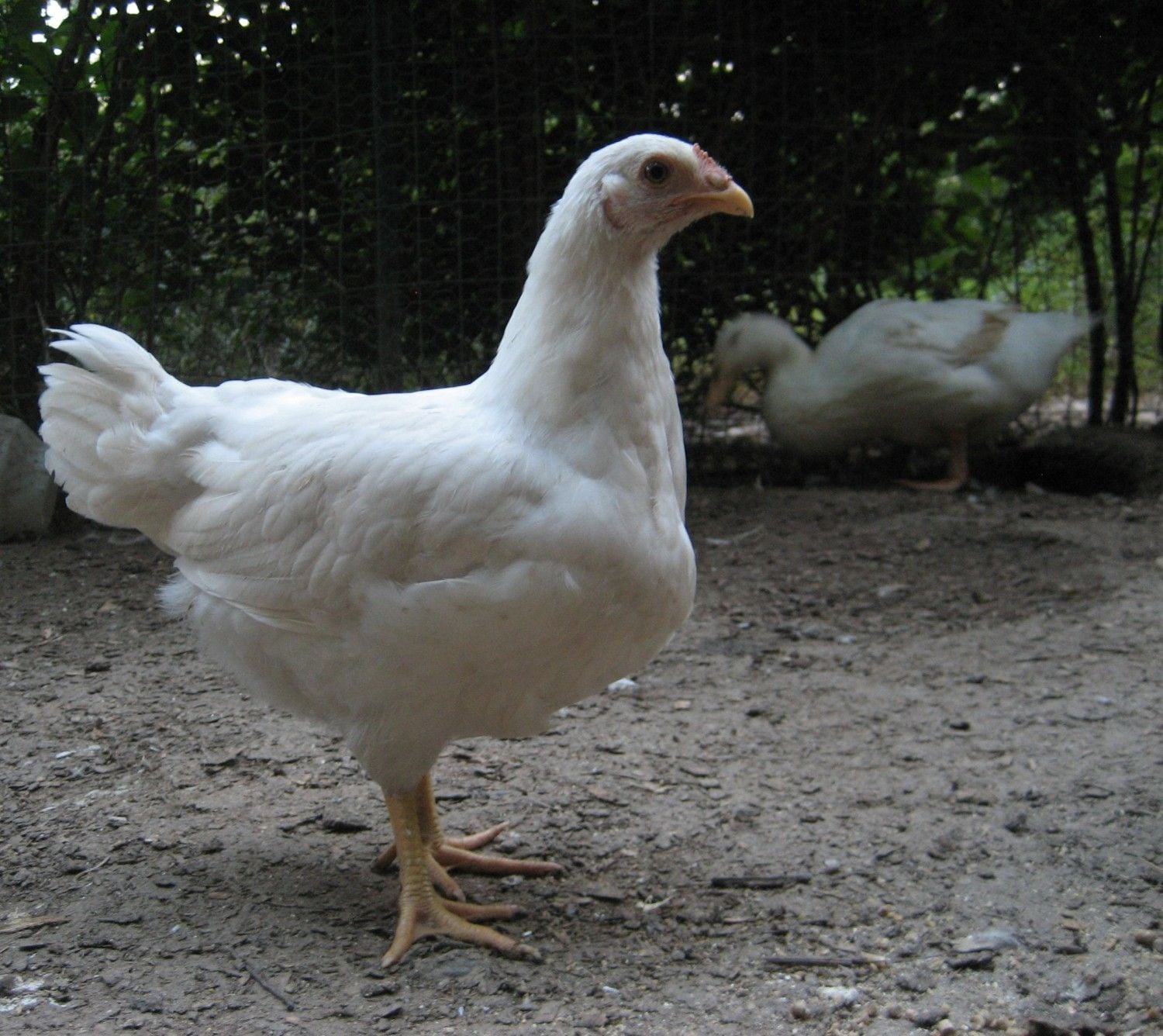 Road Island White Chickens