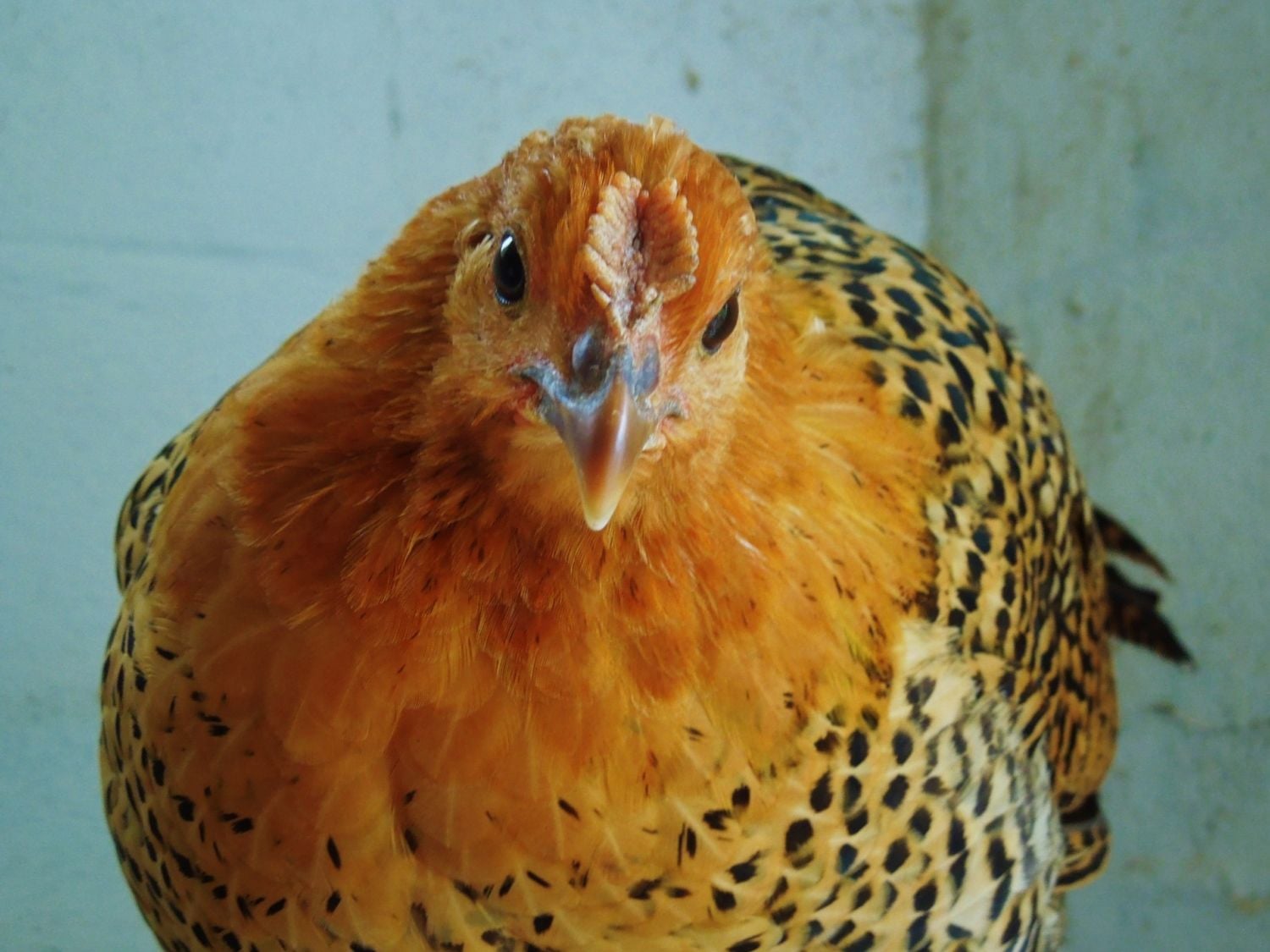 Sicilian Buttercup Bantams