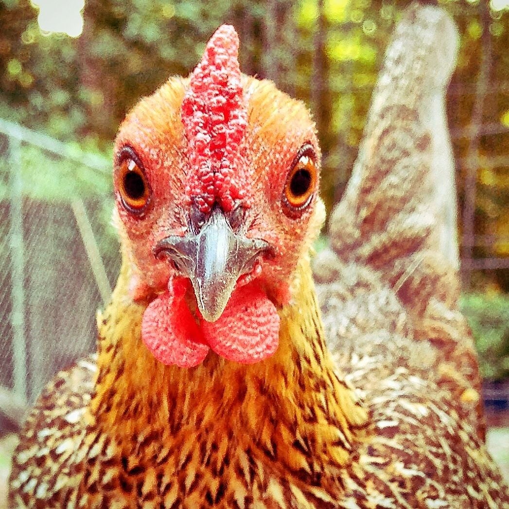 Ugliest Chicken Contest- Now ended and WINNERS ANNOUNCED!