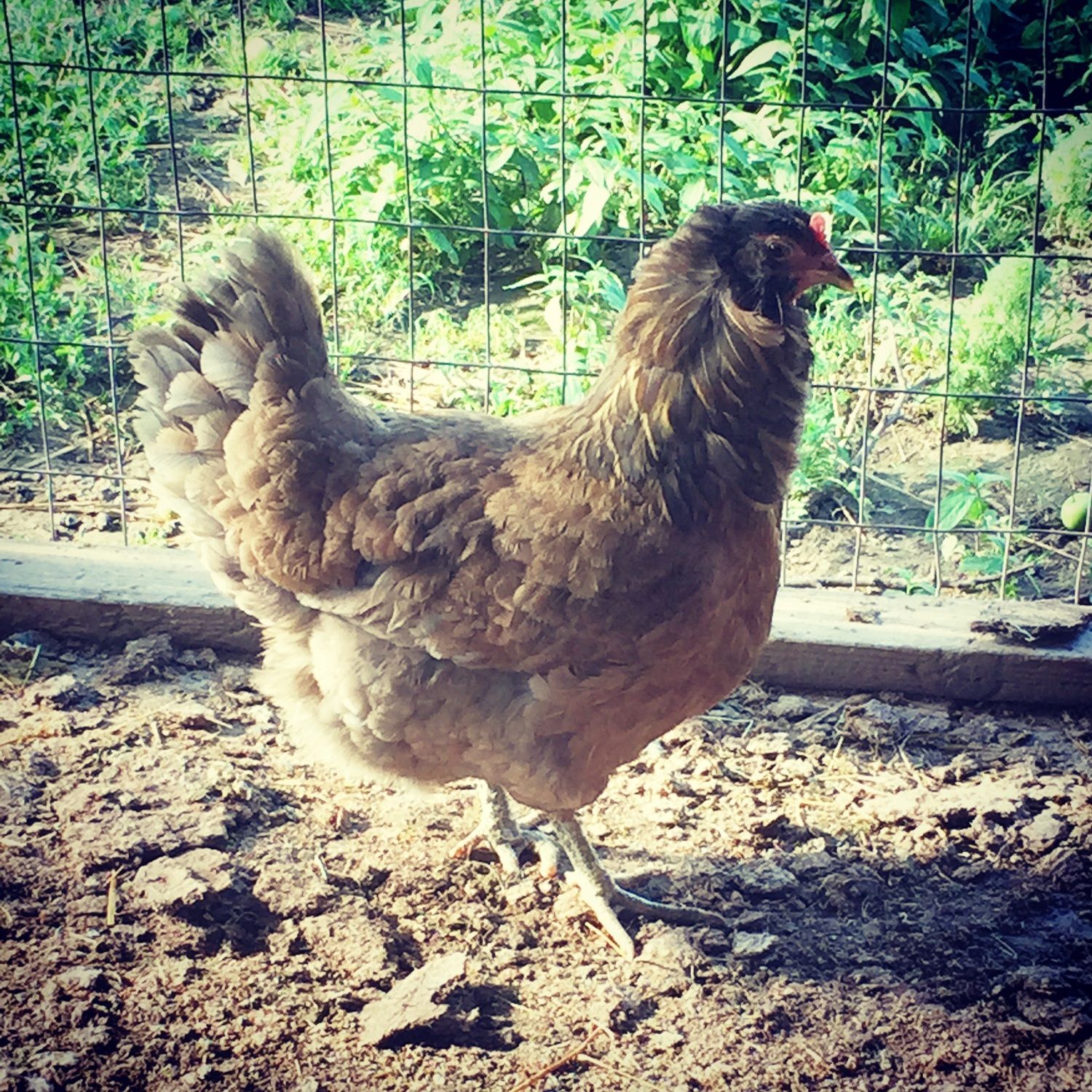 Identification help | BackYard Chickens - Learn How to Raise Chickens