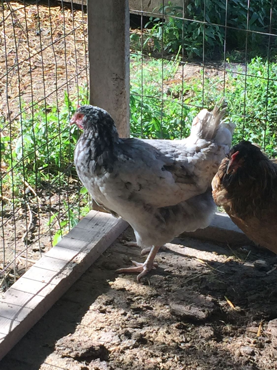 Identification help | BackYard Chickens - Learn How to Raise Chickens