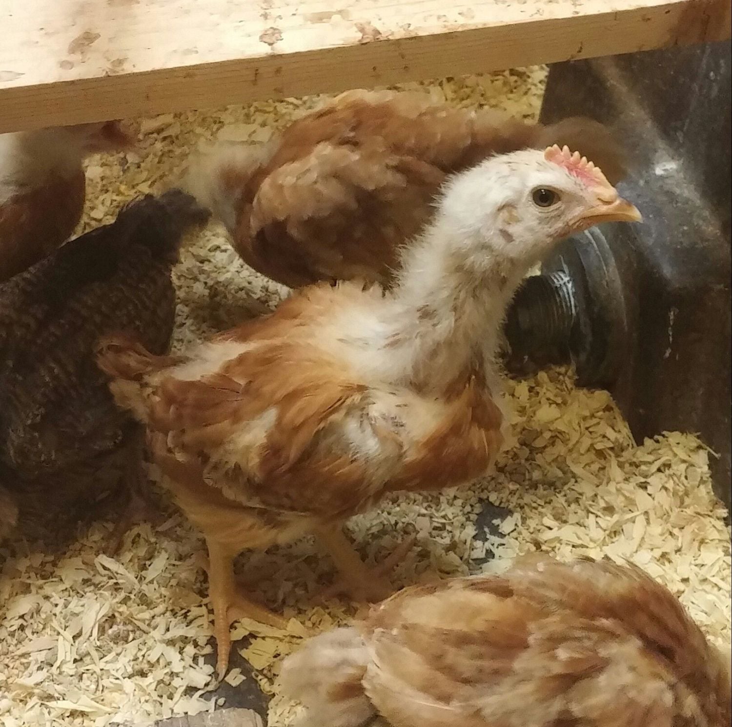 Breed Guesses Backyard Chickens Learn How To Raise Chickens