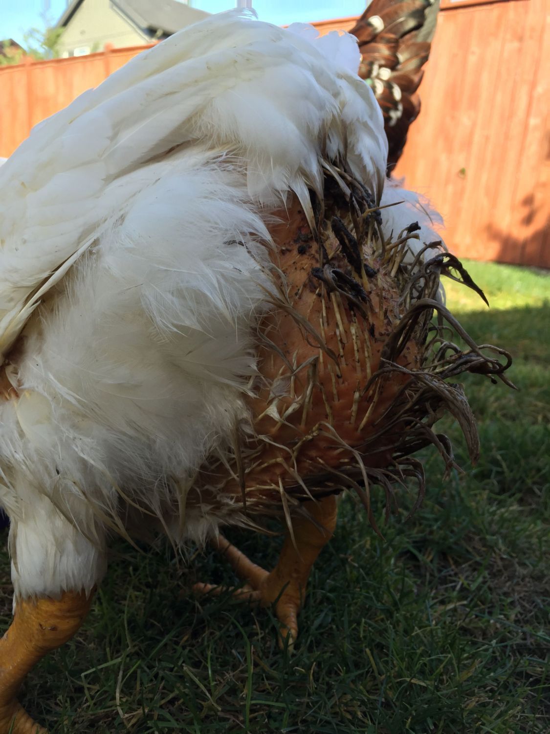 Help Is This Vent Gleet Backyard Chickens Learn How To Raise Chickens