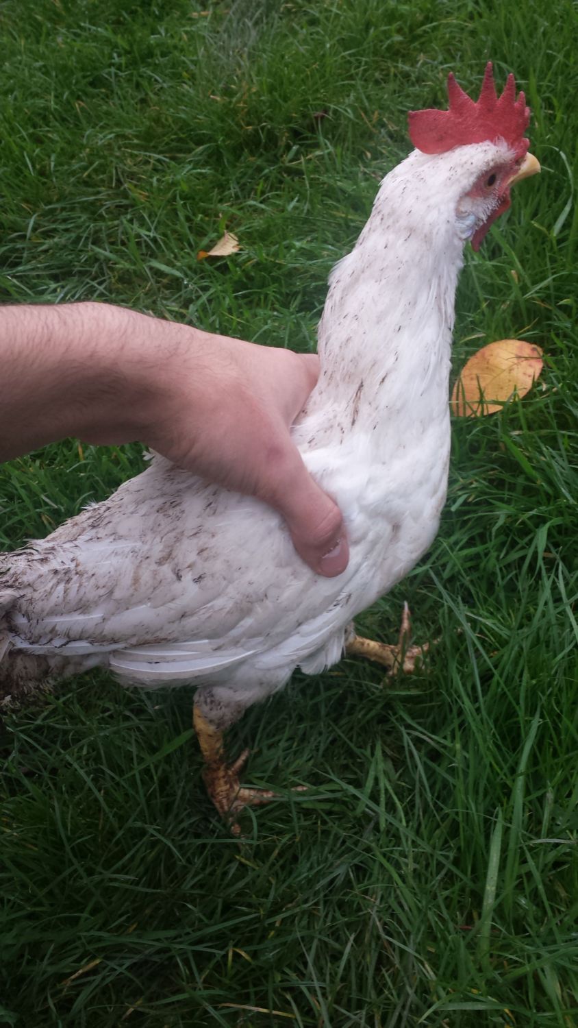 17 Week Old Leghorns, What Gender? | BackYard Chickens - Learn How to ...