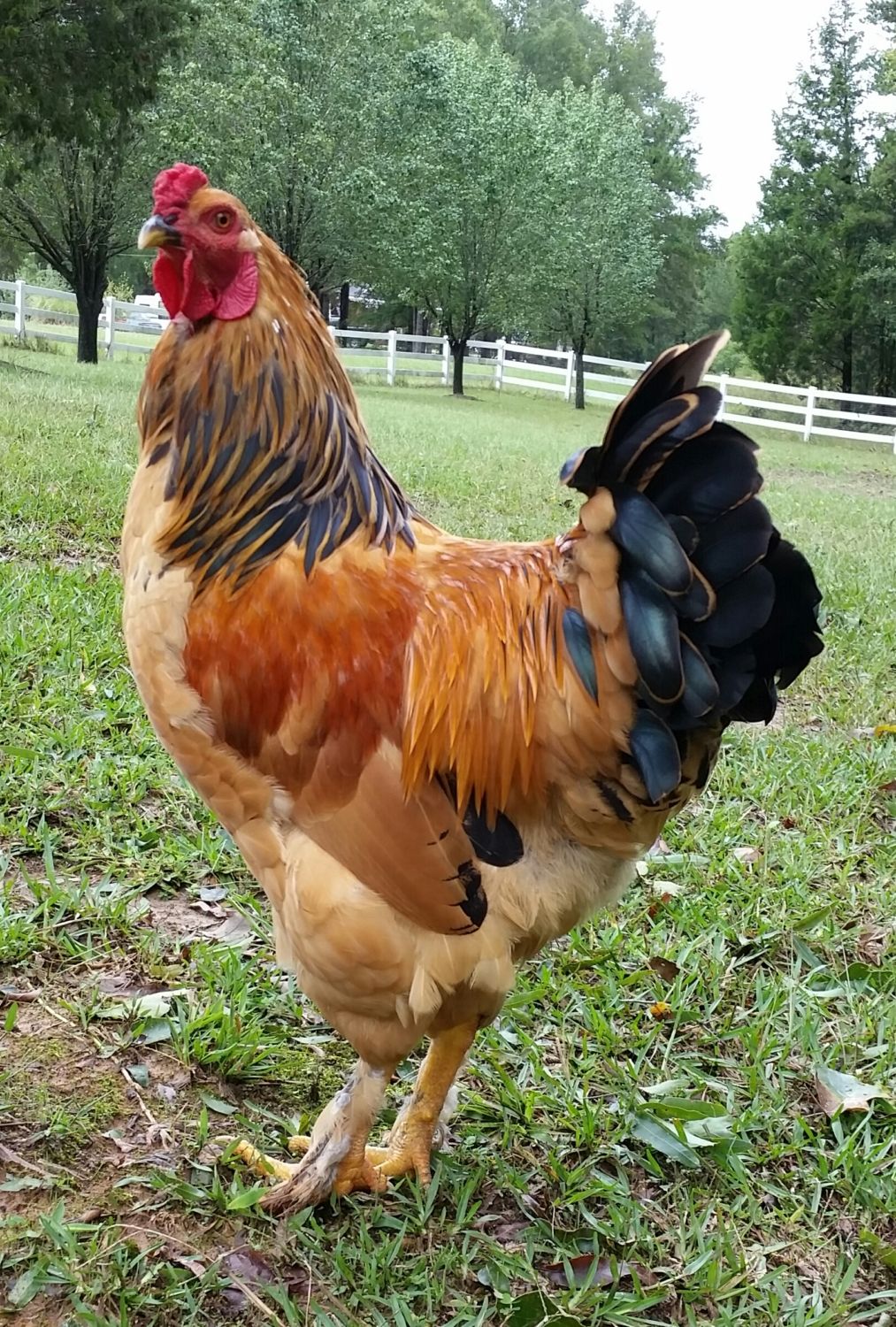 (South Carolina - Lancaster) Organic 6 mo Old Buff Brahma Cockerel (no ...