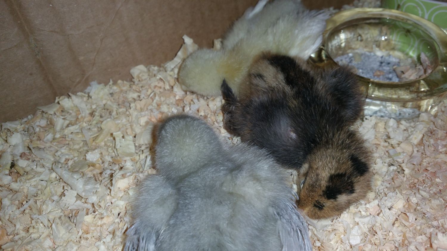 Exotica's Growth Documentation for a Splash Isbar, Blue Copper Marans ...