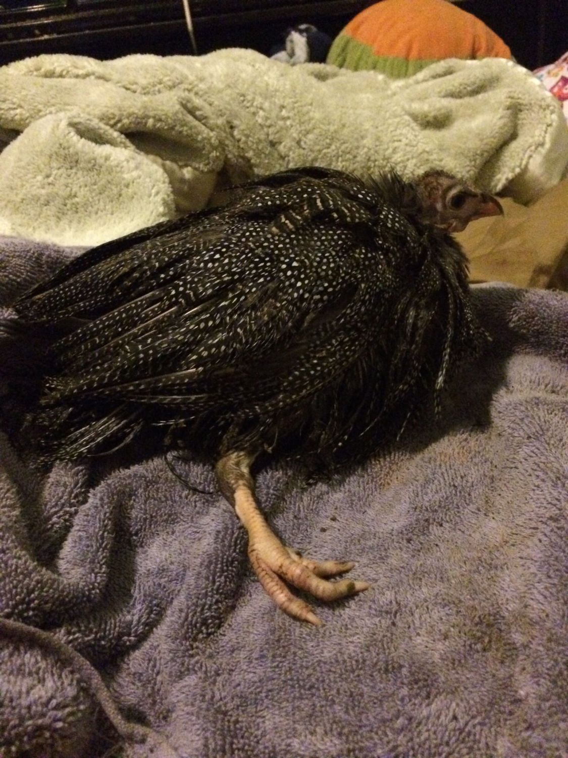 Guinea fowl - splayed legs? | BackYard Chickens - Learn How to Raise ...