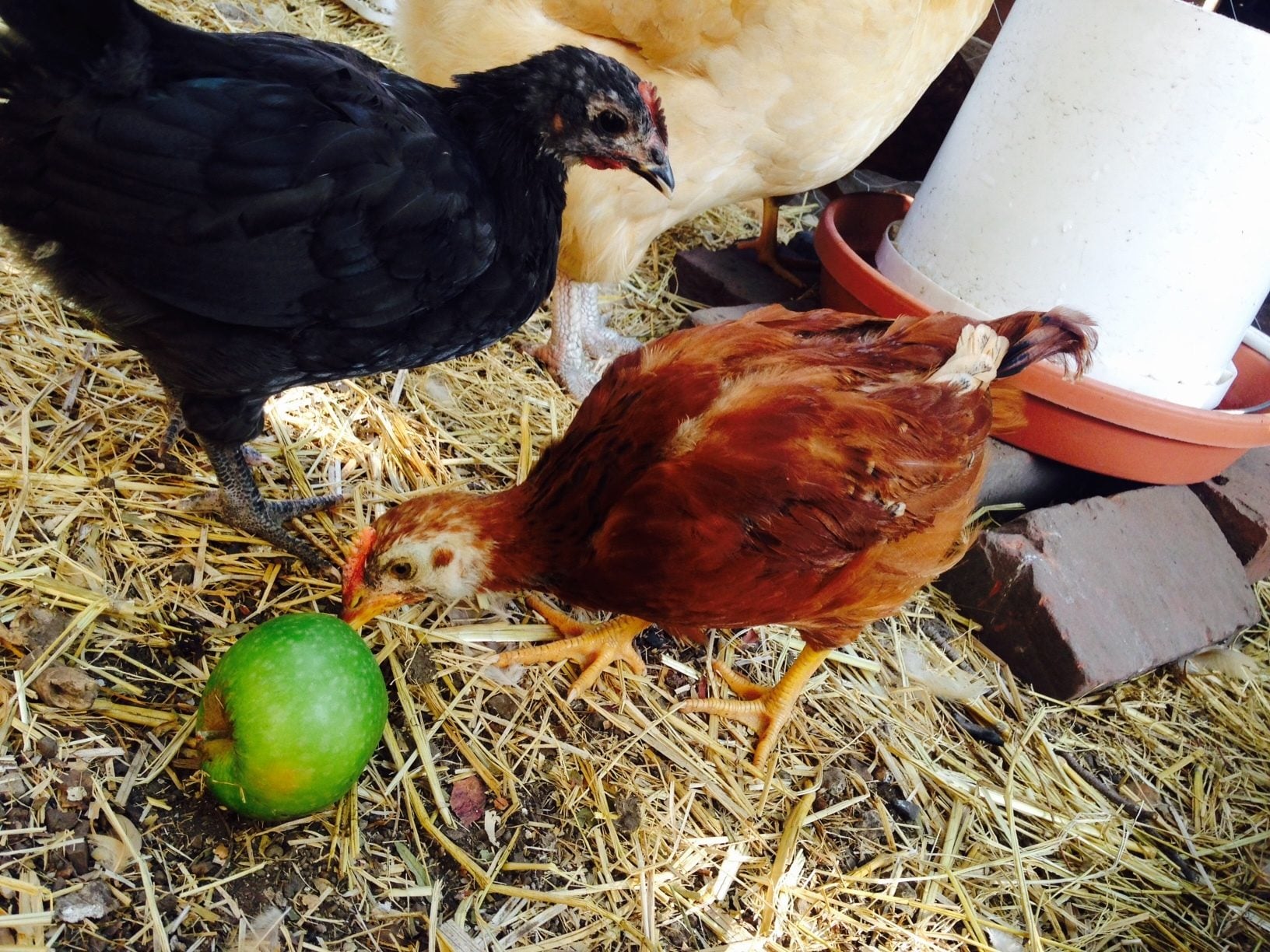 7 week old Rhode Island Red... roo? | BackYard Chickens - Learn How to ...