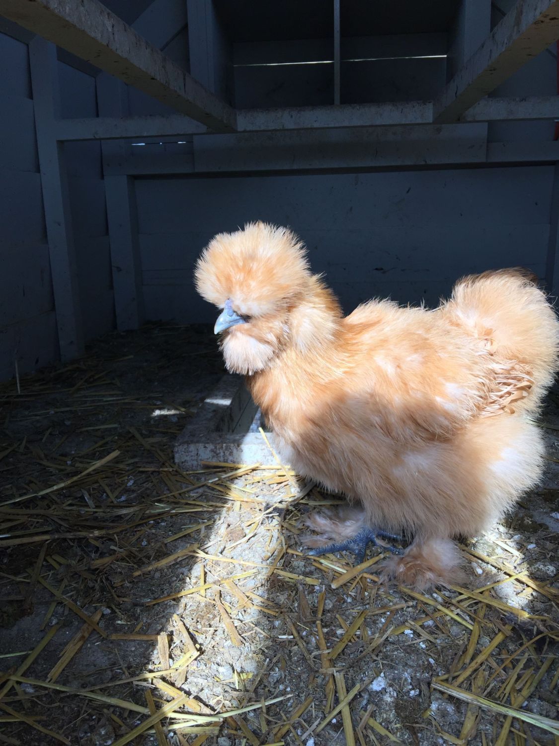 Silkie and Ameraucana Genders - Help ASAP | BackYard Chickens - Learn ...