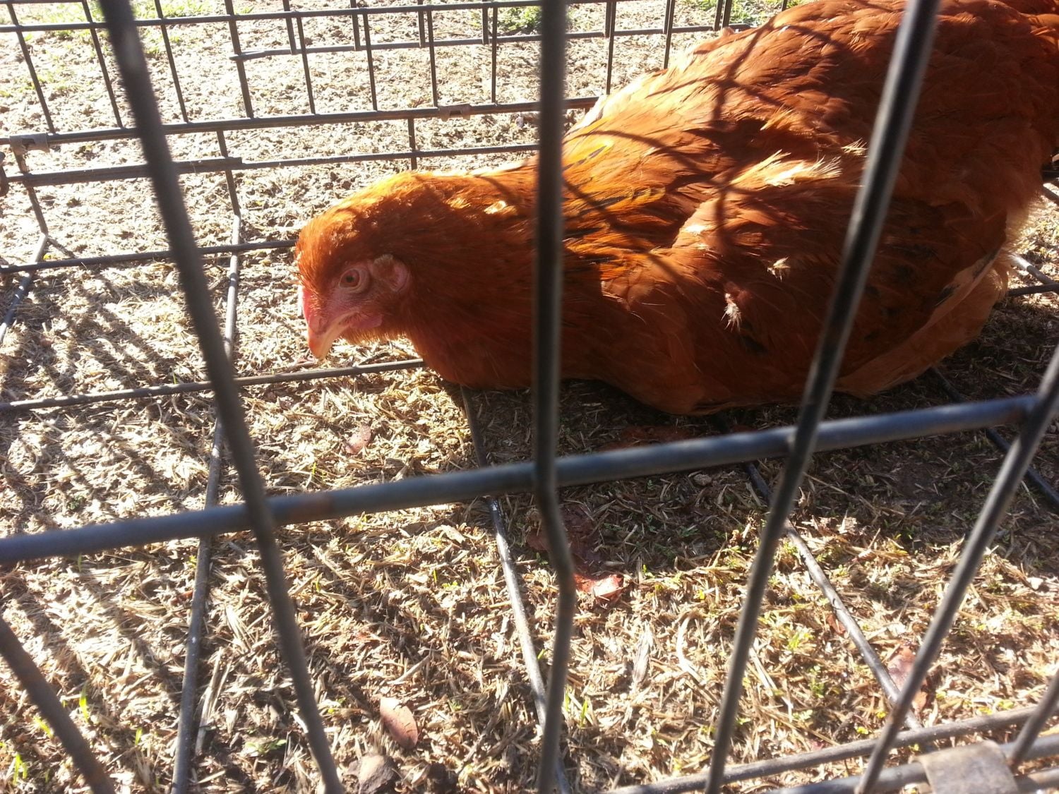 video heavy breathing | BackYard Chickens - Learn How to Raise Chickens