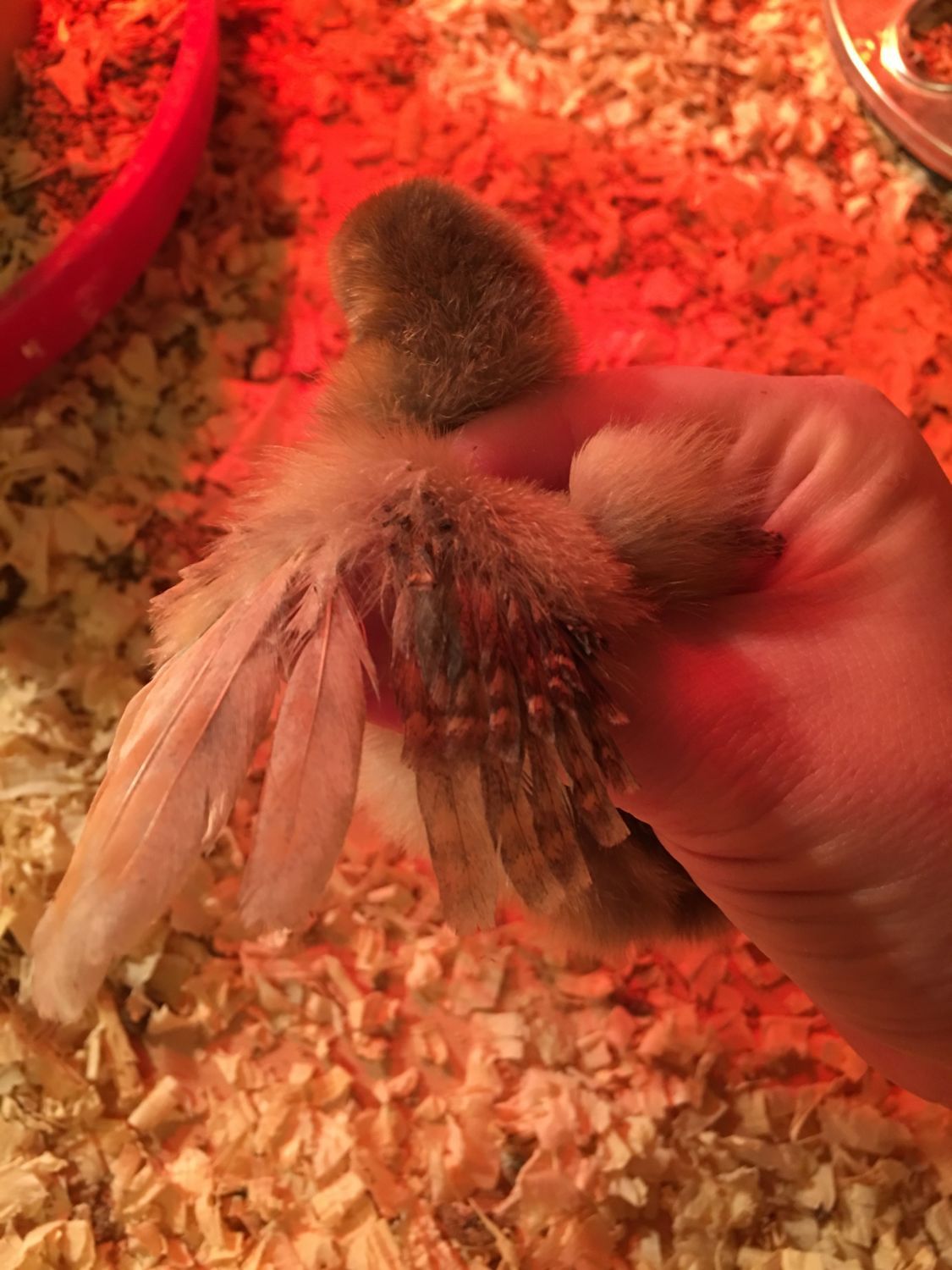Strange wing feathering on chick? | BackYard Chickens - Learn How to ...