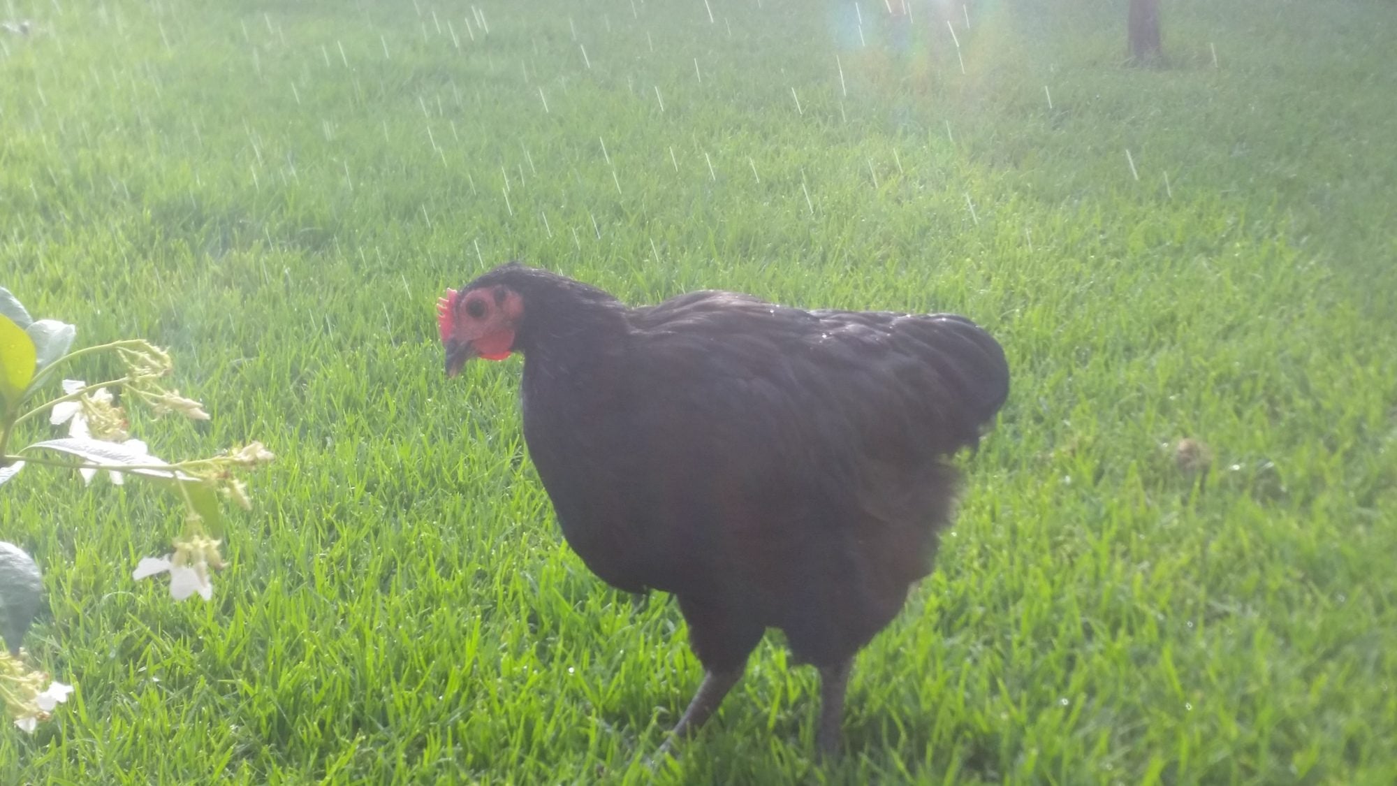 6 week old Australorps - Pullet or cockerel? | BackYard Chickens ...