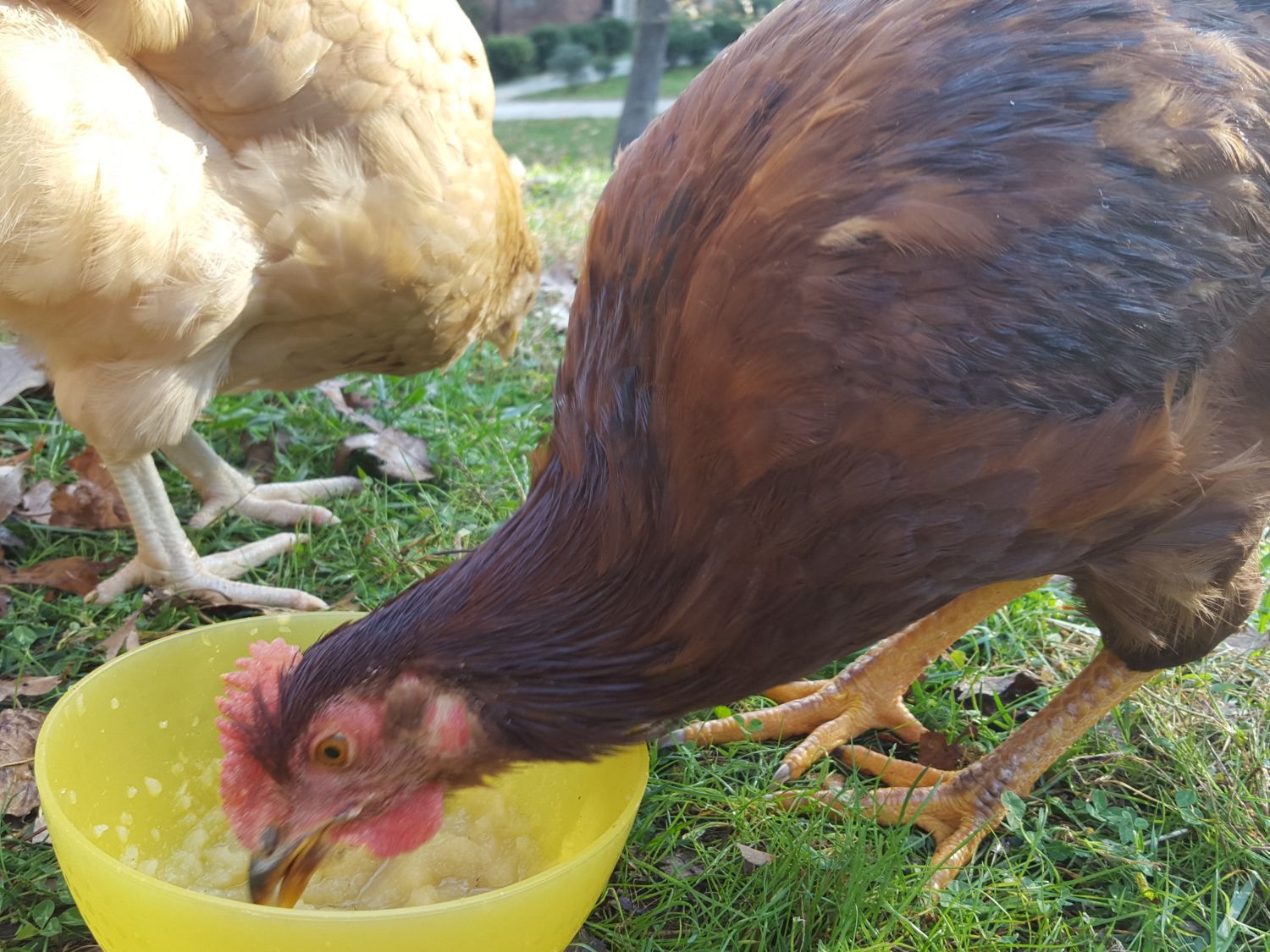 RIR, 14 weeks....hen or rooster? | BackYard Chickens - Learn How to ...