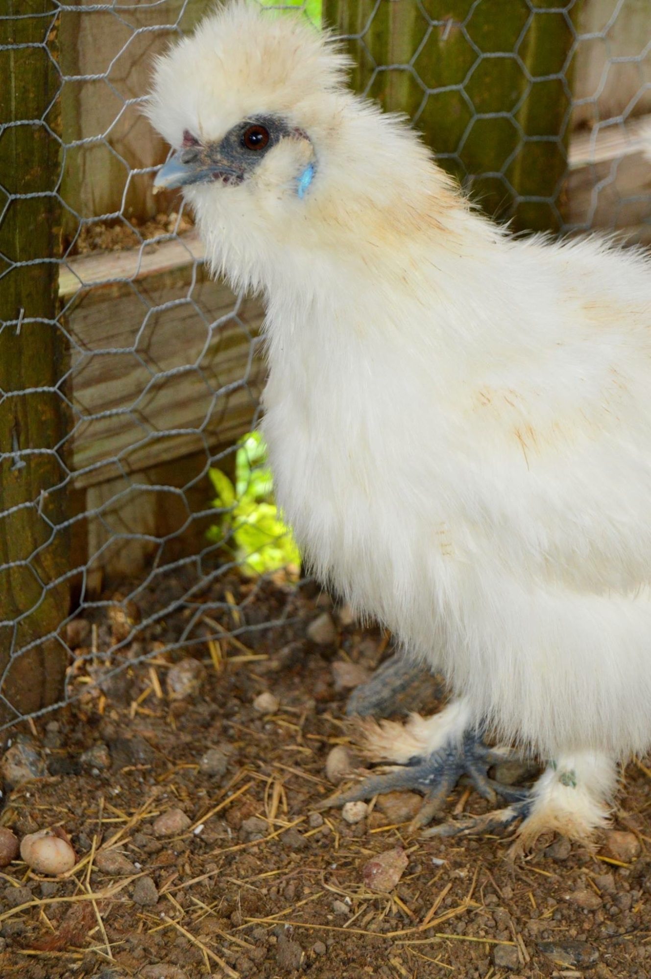 Hen or Roo? -Silkie | BackYard Chickens - Learn How to Raise Chickens