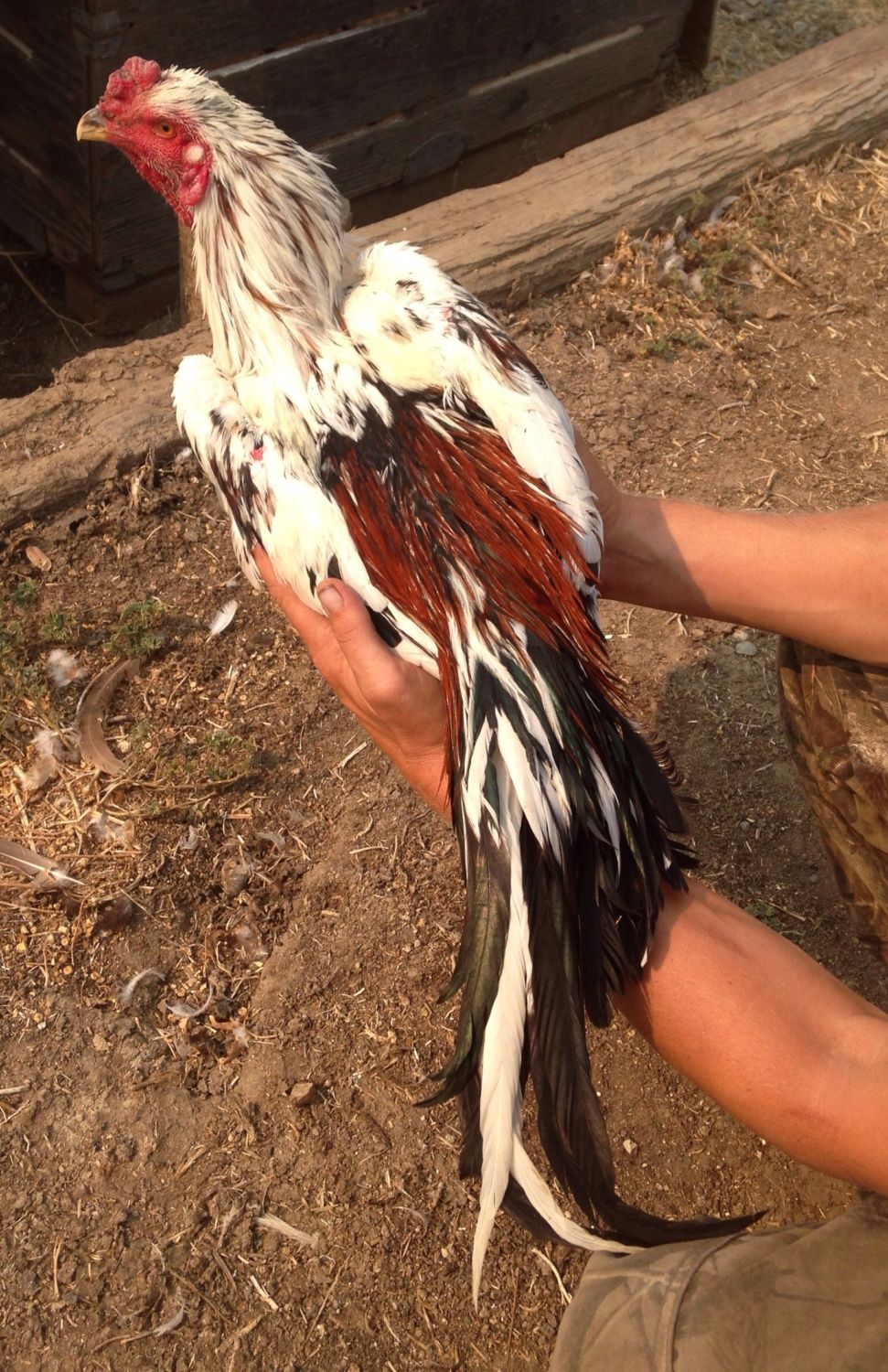 Asil, Thai , Burmese, Ga Plucker Oriental gamefowl | Page 2 | BackYard ...