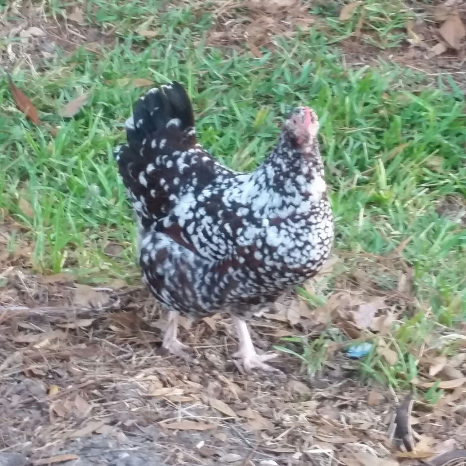 Jubilee Orpington or Speckled Sussex? | BackYard Chickens - Learn How ...